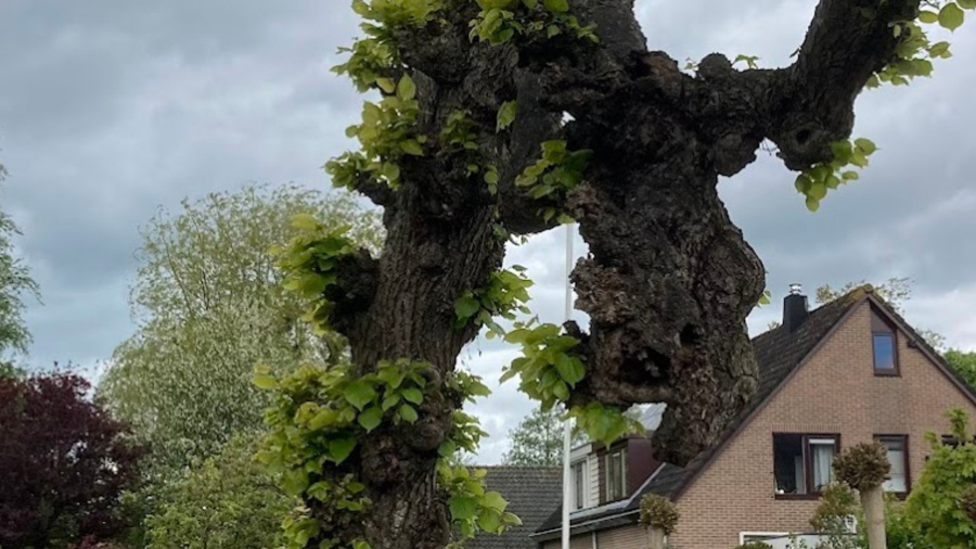 Fruitbomen en die bijzondere, scheve leilinde - Het laatste nieuws dat ...